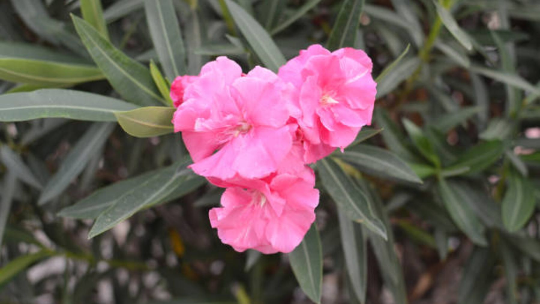 Asi son los arbustos más comunes en España y sus nombres