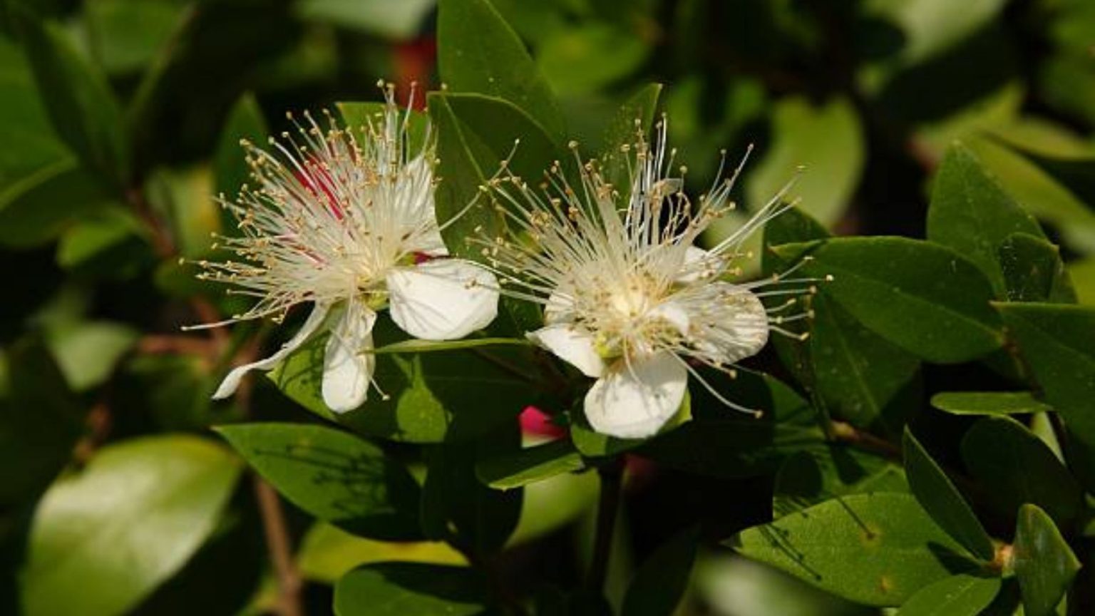 Asi son los arbustos más comunes en España y sus nombres