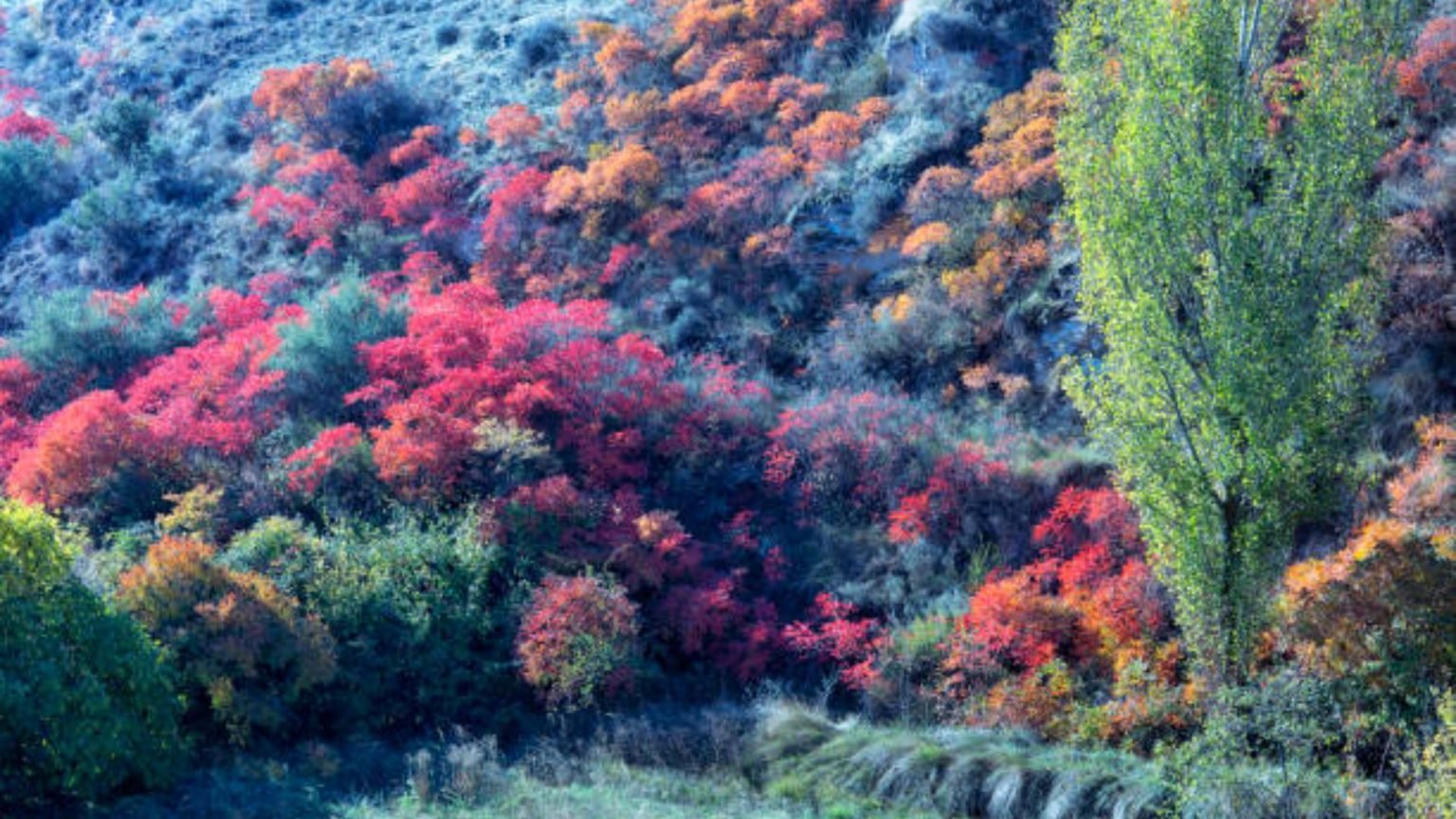 Asi son los arbustos más comunes en España y sus nombres