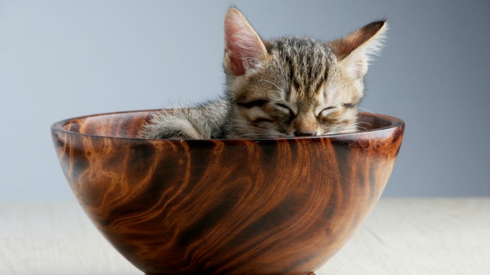 Beneficios de tener un gato en la casa familiar