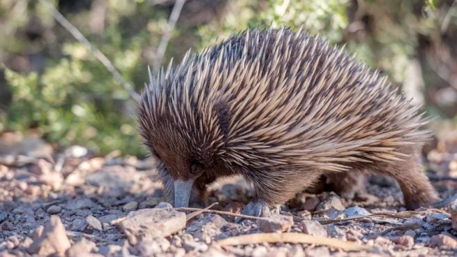 Qué tipo de animal es un equidna