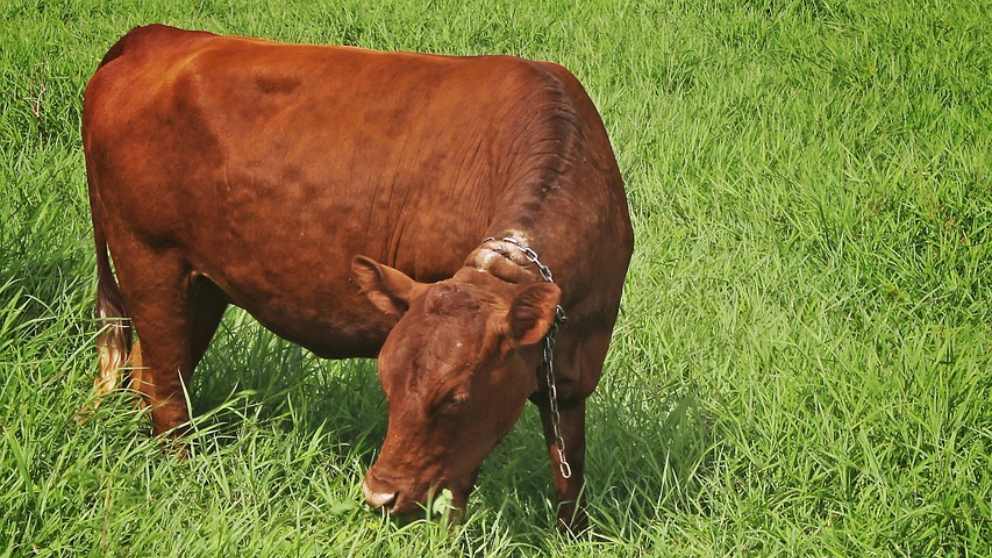 ¿Cómo es el proceso digestivo de los rumiantes?