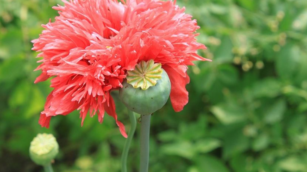 Peligros del consumo de opio