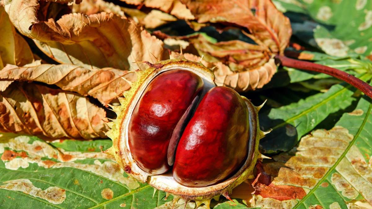 Receta de bizcocho de castañas