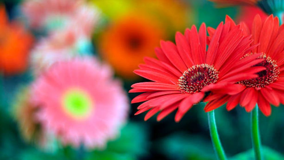 Cómo cuidar una margarita gerbera