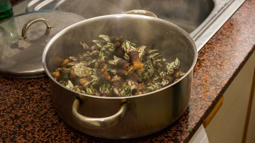 Cómo cocer percebes paso a paso en casa: fácil y rápido