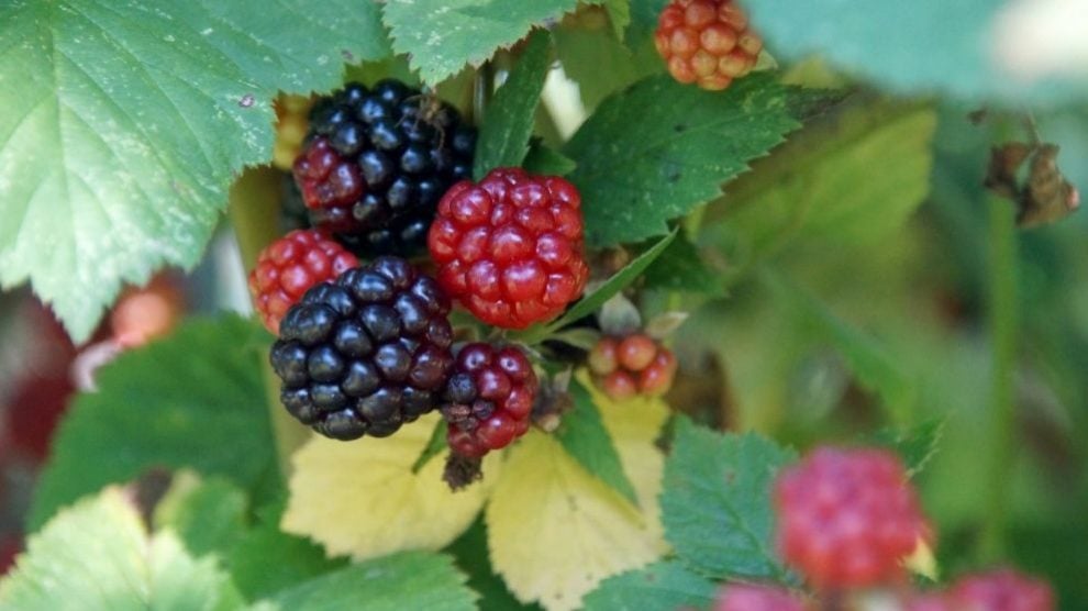 Cómo plantar frambuesas paso a paso y de forma correcta