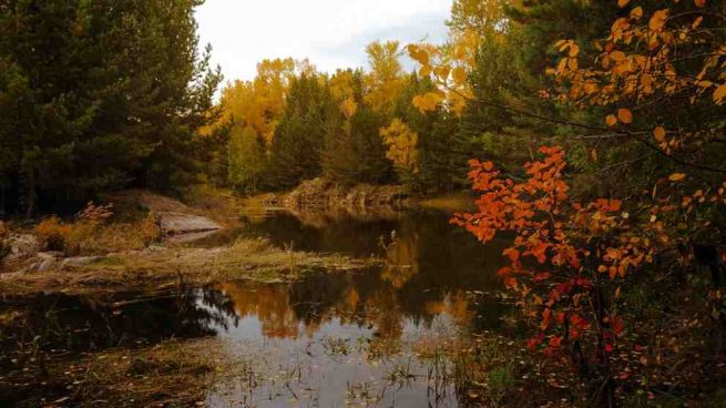 Taiga: características, localización, flora y faunan de la taiga