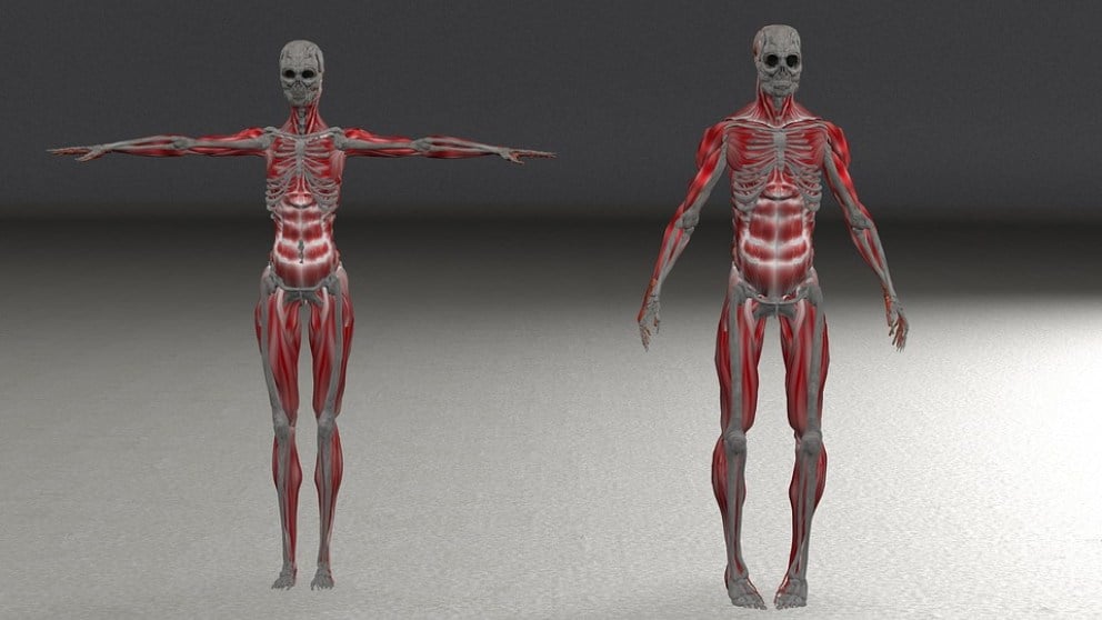 Los Musculos Del Cuerpo Humano Músculos Del Cuerpo Actiludis