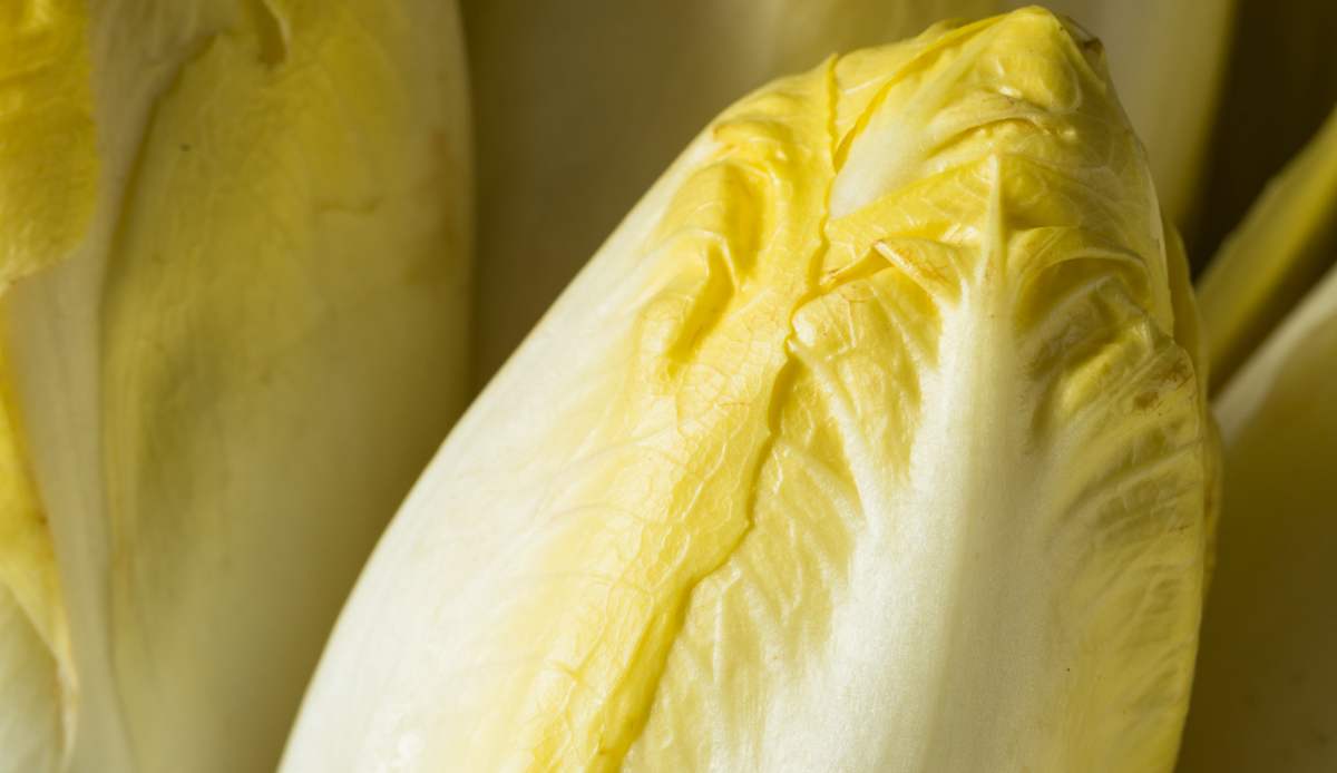 Receta de Endibias con bacón y queso