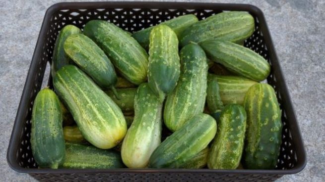Propiedades de los pepinillos y beneficios para la salud