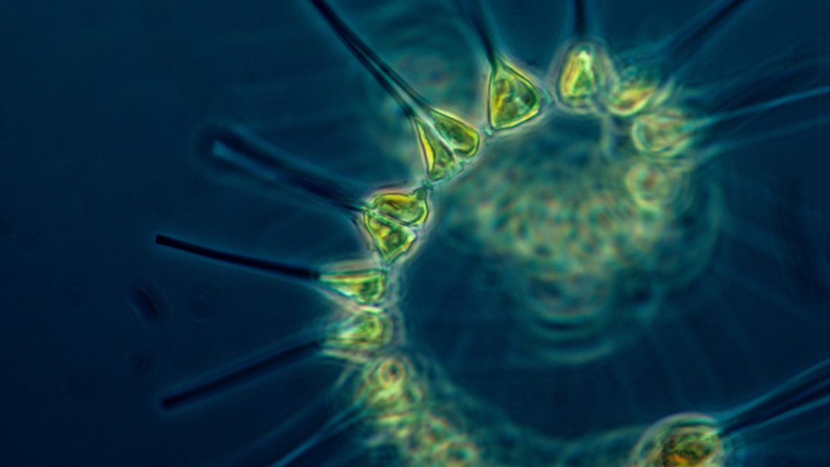 Los 5 animales bioluminiscentes, que brillan con su propia luz