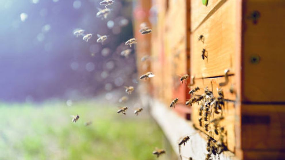 Cómo hacer una colmena paso a paso de forma fácil