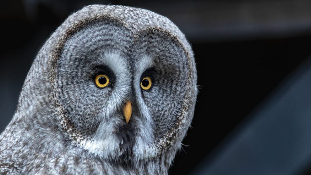 Animales nocturnos: características y especies en España