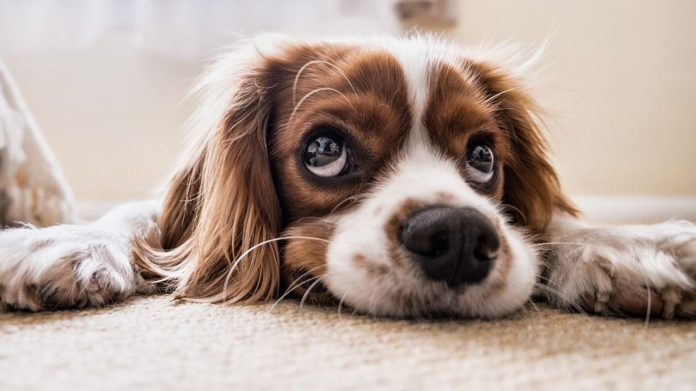 Perros: Descubre cómo funciona su cerebro