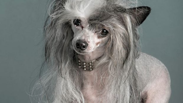 Las razas de perros más feos del mundo