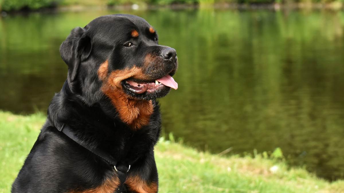 Perros guardianes: ¿cuál es el mejor perro para cuidar casas y fincas?