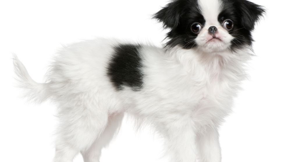 Japón: 5 razas de perros japoneses