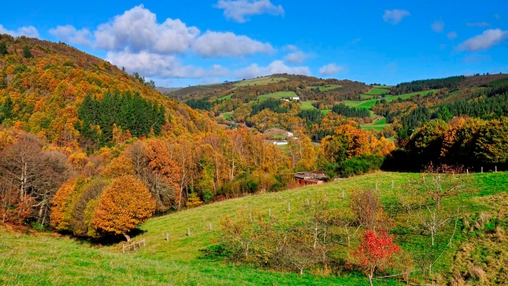 Árboles: Todas las especies que existen en la Tierra