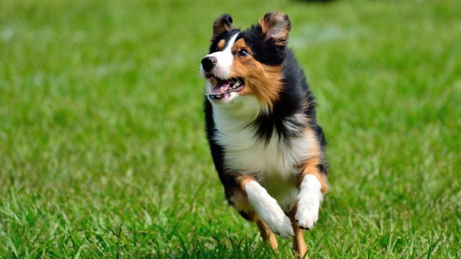Perros dóciles: Las 4 razas de perros más dóciles