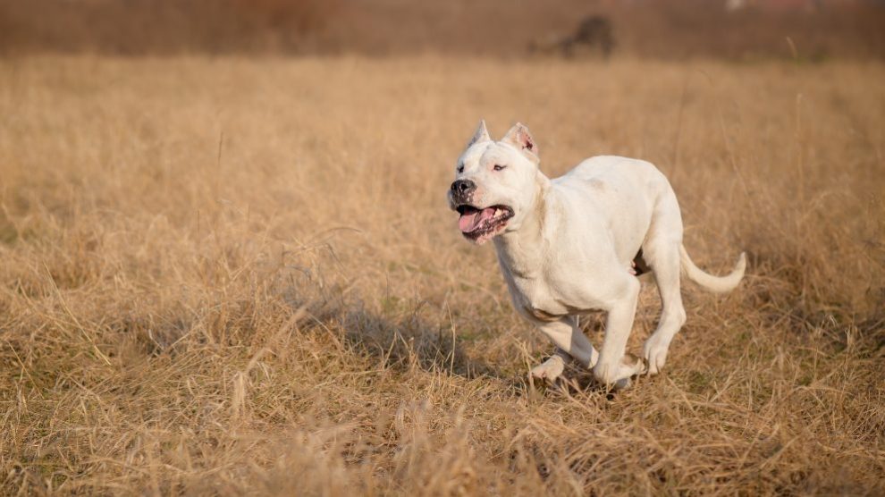 Perros americanos: Descubre 7 razas de perros americanos