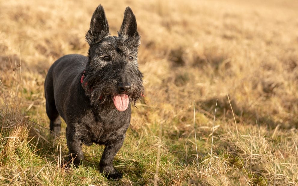 Scottish Terrier o Terrier escocés: Todo lo que necesitas saber sobre ...