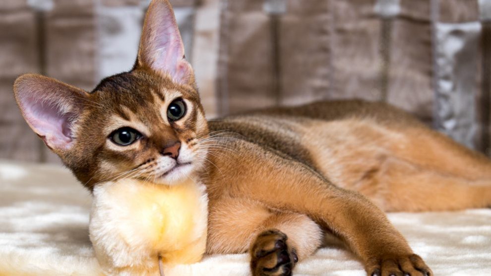 Gato Abisinio: Todo lo que necesitas saber sobre esta raza