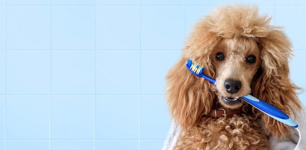 Todo lo que necesitas saber sobre la raza de perro Poodle