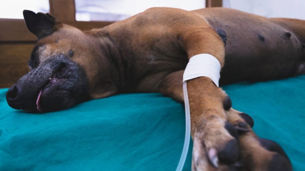 Parvovirus en perros: síntomas y tratamientos