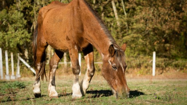 6 consejos sobre la alimentación de tu caballo