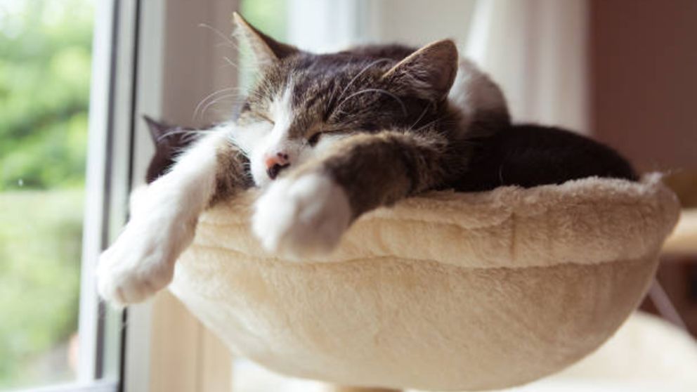 Cómo tratar un golpe de calor en un gato de forma fácil