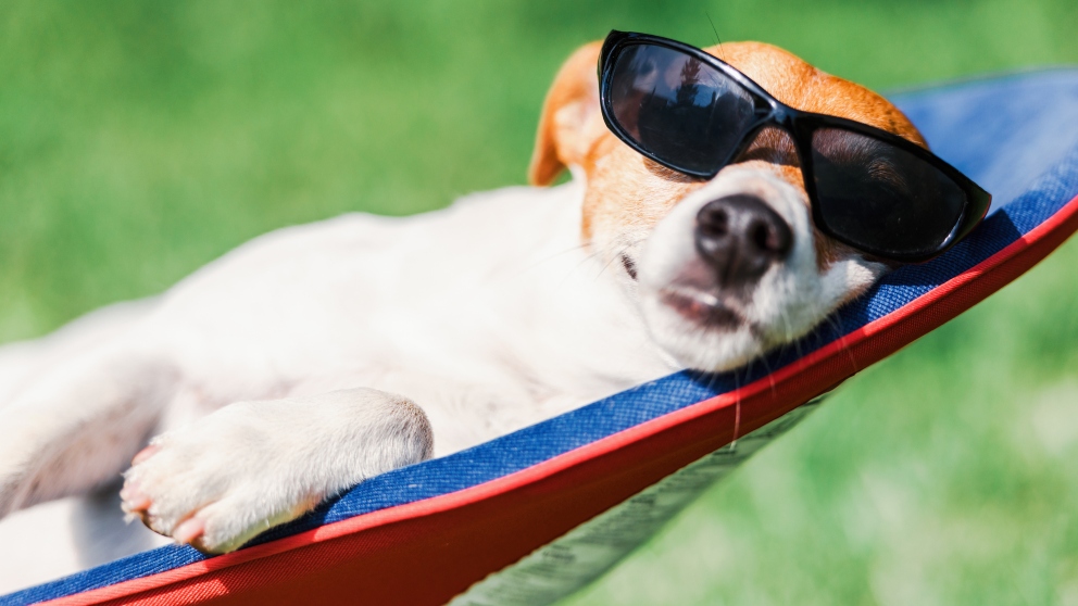 6 maneras de refrescar a tu perro este verano