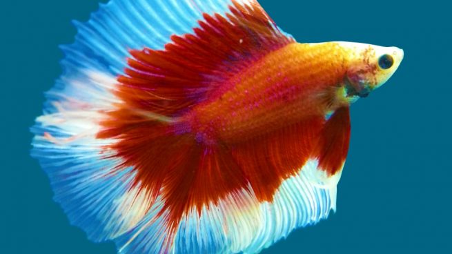 Características de los peces rojos para tu acuario