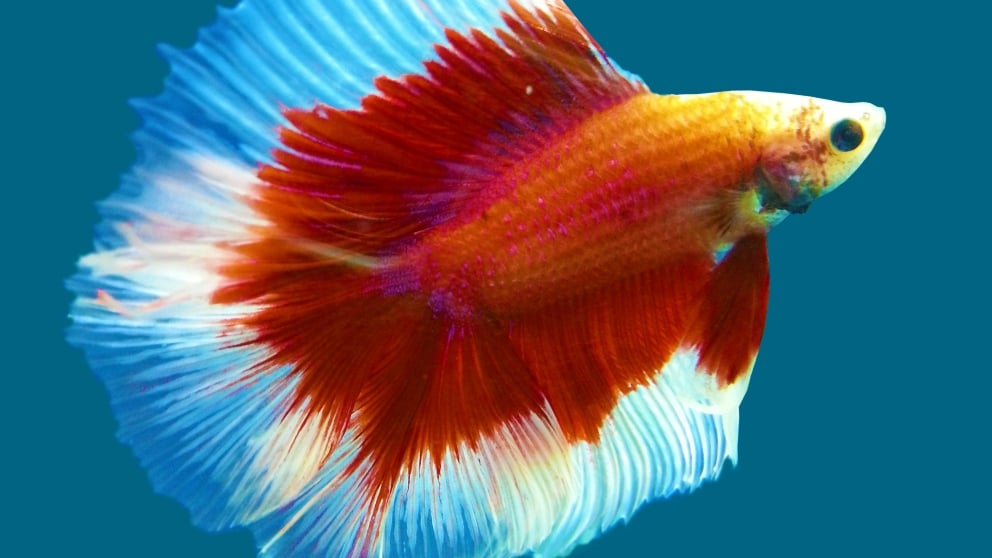 Características de los peces rojos para tu acuario