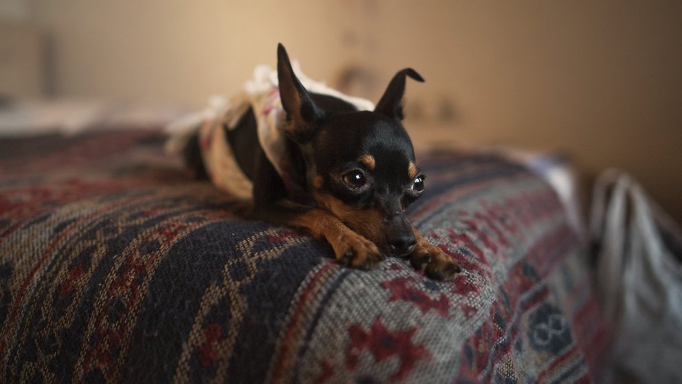 Mascota vomitando: ¿Cómo actuar si lo vemos?