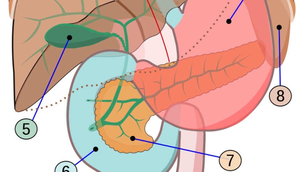 Bilis: Descubre cuál es su composición