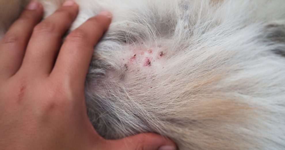 Enfermedades piel perros: 5 enfermedades que debes conocer