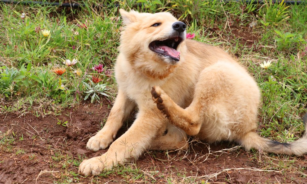 Atopía en los perros