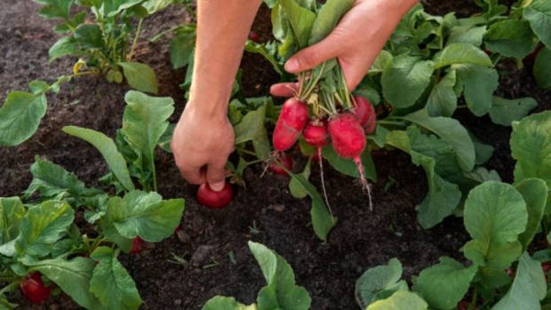 Cómo cultivar rábanos de forma fácil en un huerto o jardín paso a paso