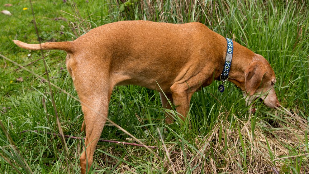 Mi perro come hierba: ¿Qué tengo que hacer?