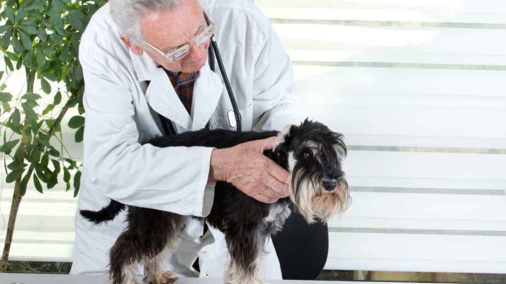 Otitis en perro: Qué es y síntomas que la detectan
