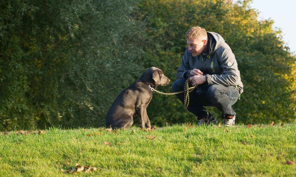 Descubre 5 consejos para que tu perro confíe en ti