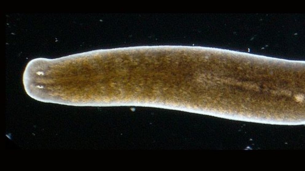 Planaria: Descubre qué es