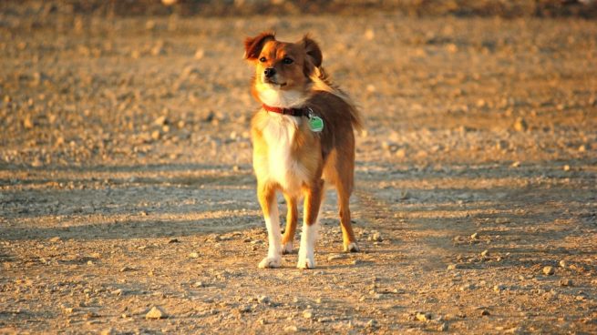 6 consejos para enseñar a tu perro a quedarse quieto y esperar