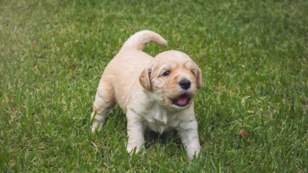 Cómo Hacer El Destete En Cachorros De Perro De Forma Adecuada Paso A Paso