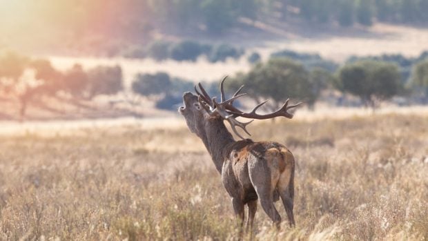 ¿En qué se diferencian el ciervo, el venado y el reno?
