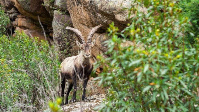 ¿En qué se diferencian el ciervo, el venado y el reno?