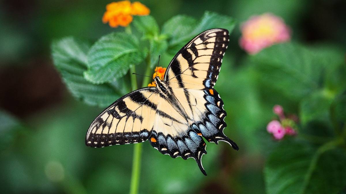 ¿Por qué las mariposas son de diferentes colores?