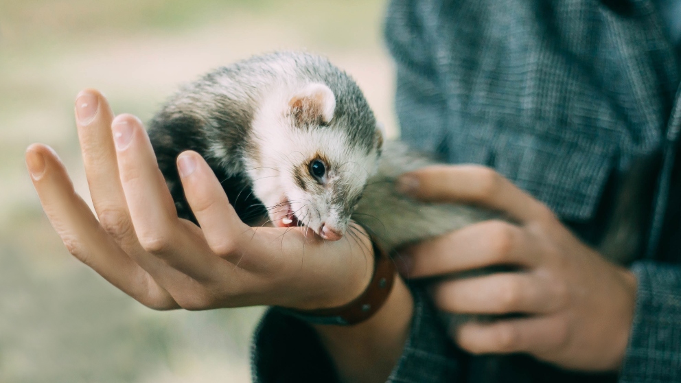 5 consejos para tener un hurón como mascota