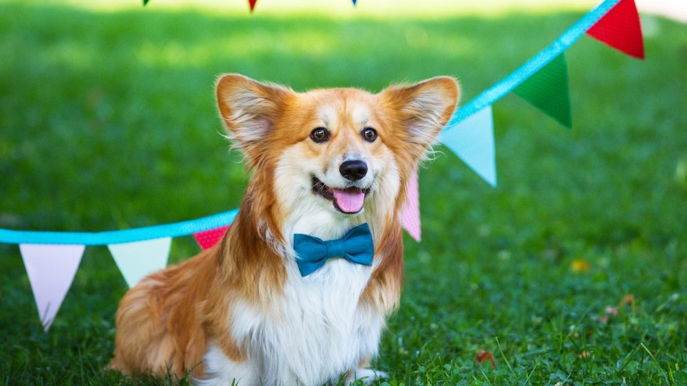 Diferentes colores en el pelaje del perro